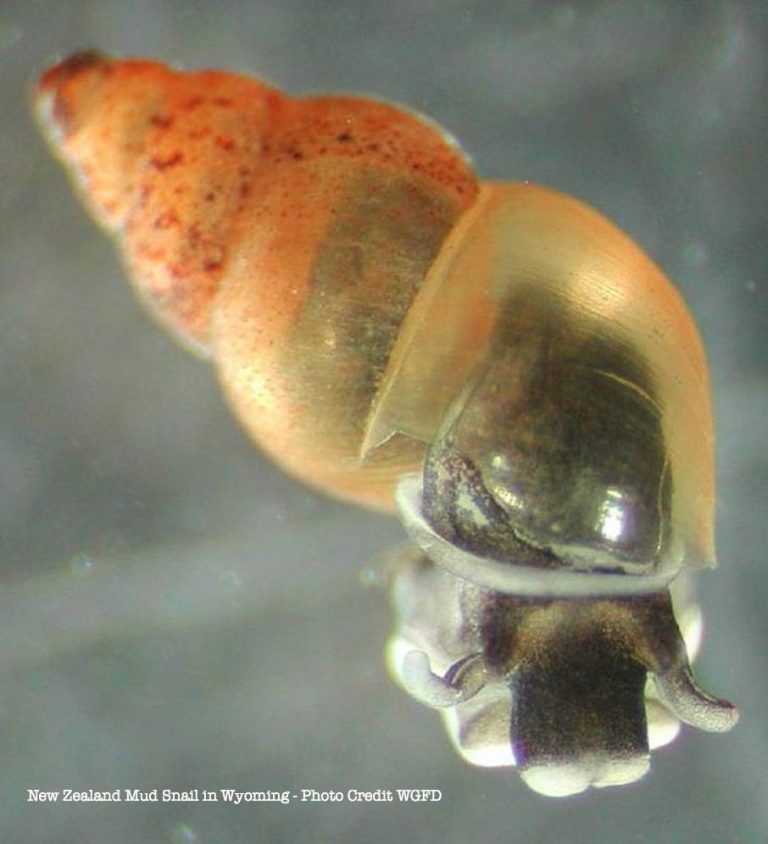 New Zealand Mud Snail in Wyoming? YEP! Here's What You Can Do To Help ...